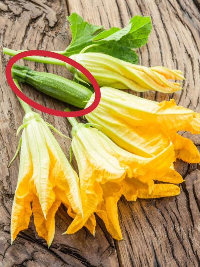 Crispy Fried Zucchini Flowers - Classic Italian Summer Recipe